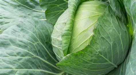 12 légumes à semer en septembre pour des récoltes en automne hiver