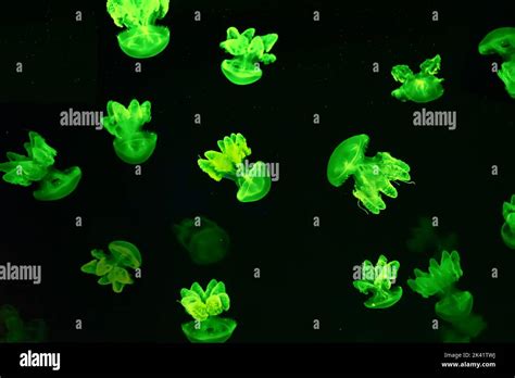 Group Of Fluorescent Jellyfish Swimming Underwater Aquarium Pool The