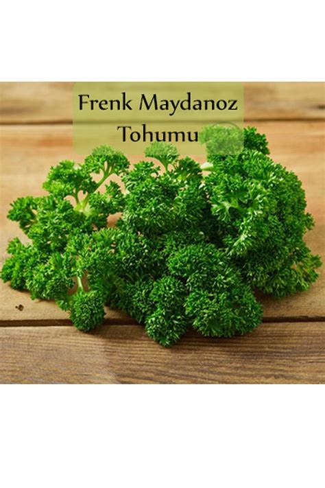 Zencefil Organik Kıvırcık Frenk Maydanoz Tohumu 1 Paket 10 Gr Frenk