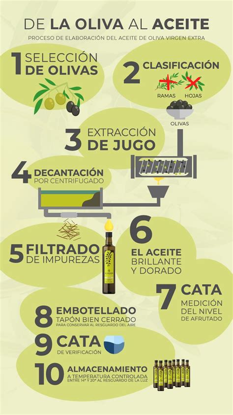 Como Se Obtiene El Aceite De Oliva