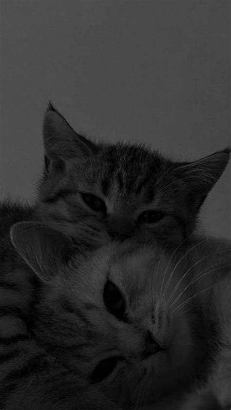 25 Cute Cats Cuddling Photos That Will Make You Go Aww