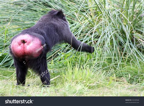 65 Immagini Foto Stock Oggetti 3D E Immagini Vettoriali Red Ass