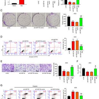 Asf B Regulates Cell Proliferation Apoptosis Invasion And The
