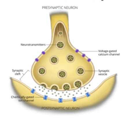 The Process Of Synaptic Transmission Including Reference To