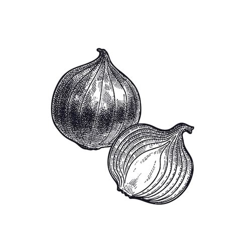 Premium Vector Bulb Onions Vintage Engraving