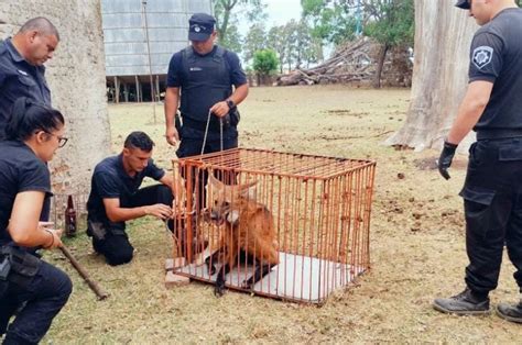 Liberaron un aguará guazú que lo tenían como mascota GRUPO DERF