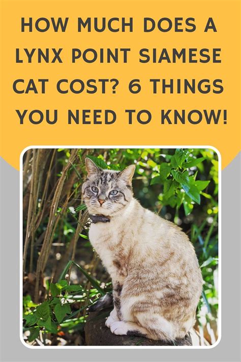 How Much Does A Lynx Point Siamese Cat Cost 6 Things You Need To Know
