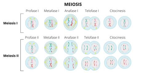 Arriba 100 Imagen Meiosis Primera Y Segunda Division Abzlocal Mx