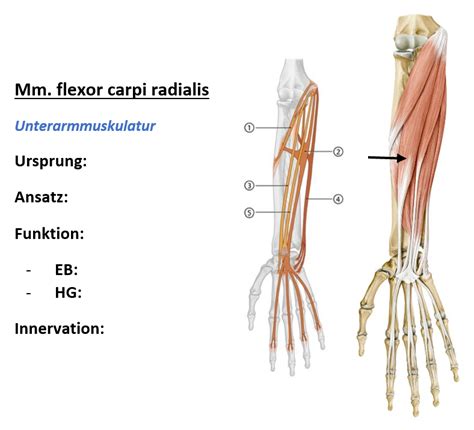 M Flexor Carpi Radialis Diagram Quizlet