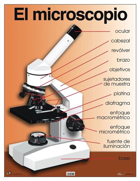 Microscopia Mapa Conceptual Mapapapa Images And Photos Finder
