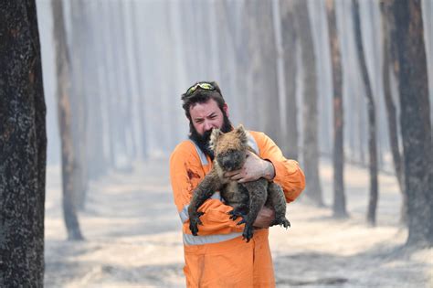 Buschfeuer In Australien Mehr Als 60 000 Koalas Mussten Leiden