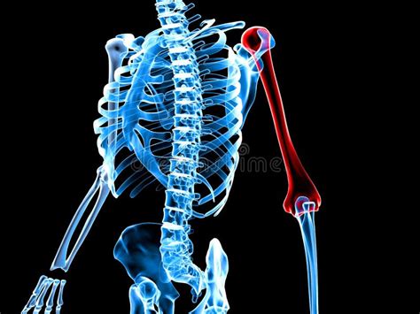 3d A Rendu L Illustration D Un Squelette Humain Illustration Stock