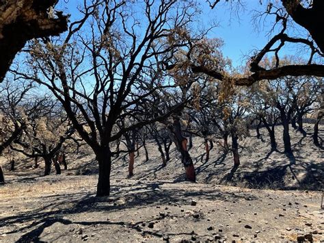 La sequía propicia una temporada extrema de incendios en el suroeste de