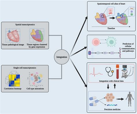 integration of single cell and spatial transcriptomics in the download scientific diagram