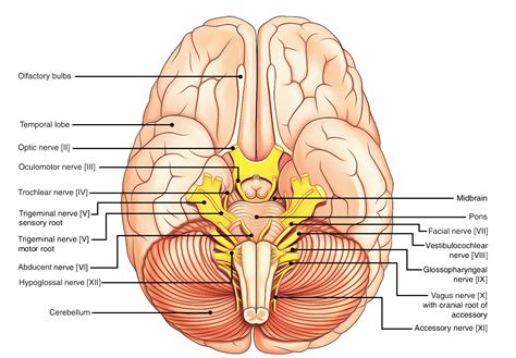The Pairs Of Cranial Nerves Earth S Lab