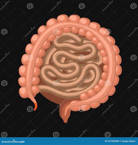 Small And Large Intestine Digestive Tract With Appendix Stock Vector