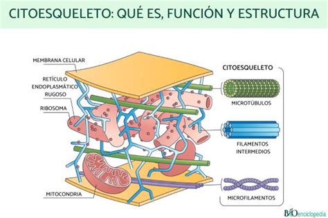 Citoesqueleto qué es función y estructura Resumen