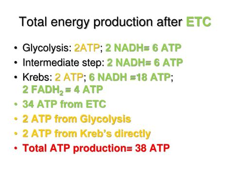 PPT Glycolysis Krebs Cycle And Electron Transport System PowerPoint