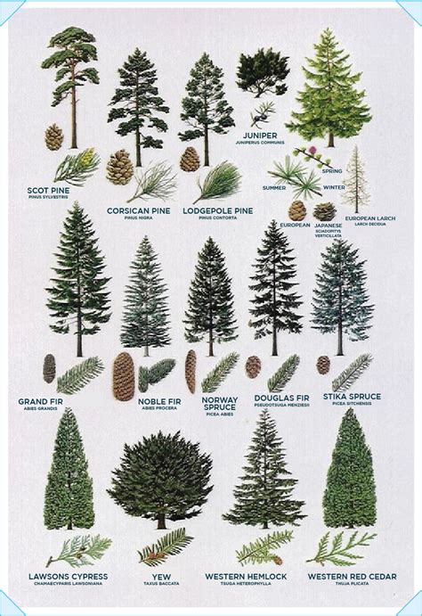 Tree Identification Guide Tree Types Id Trees By Leaf
