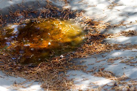 Free Images Tree Nature Branch Winter Sunlight Leaf Wildlife