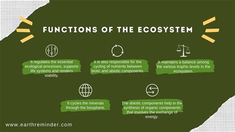 ecosystem meaning structure components and functions