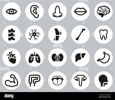 Human Body Parts Icon