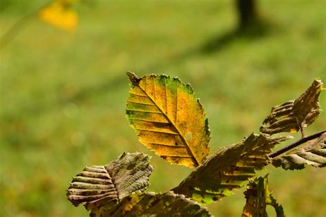 Free Images Tree Nature Branch Wing Prairie Leaf Flower