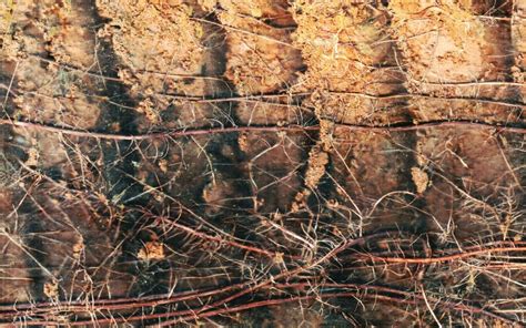 Role Of Mycorrhizae In Agriculture CID Bio Science