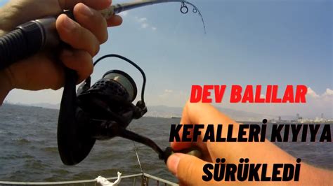 KEFAL SÜRÜLERİ VE ARKALARINDA DEV BALIKLAR HEYACAN DOLU BİR AV YouTube