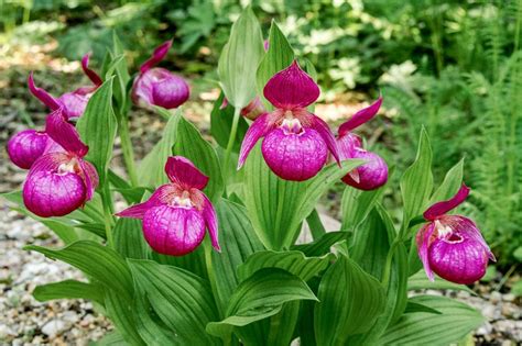 Cypripedium Macranthos Lady S Slipper Orchid