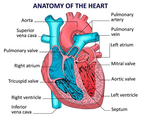 Heart Diagram Parts And Functions Heart Anatomy Labeled Dia