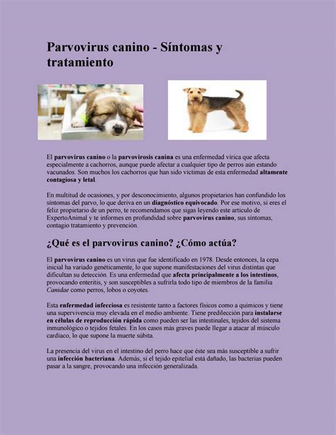 Personal Goteo Infinito Que Es El Parvovirus En Perros Y Como Se Cura