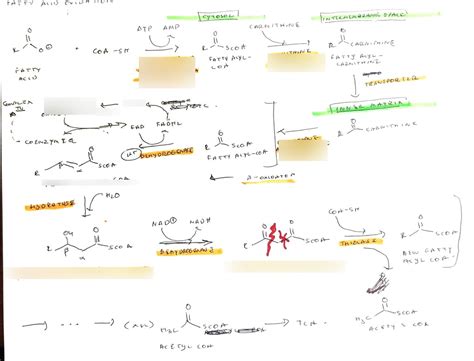 Lecture Introduction To Lipid Metabolism Diagram Quizlet