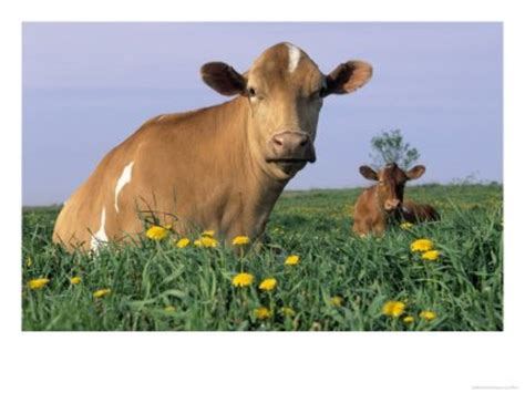 Do Guernsey Or Jersey Cows Produce Better Milk Delishably