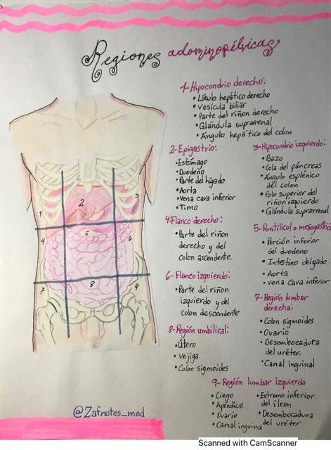 Resгєmenes De Regiones Del Abdomen Descarga Apuntes De Regiones