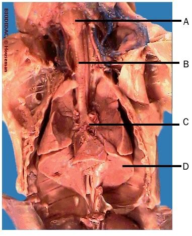 Fetal Pig Respiratory System Diagram Labeled