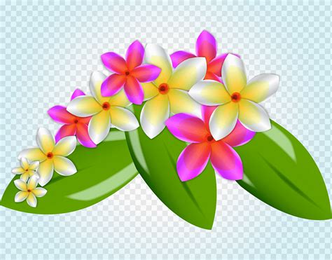 Plumeria Flower Png Pngwing