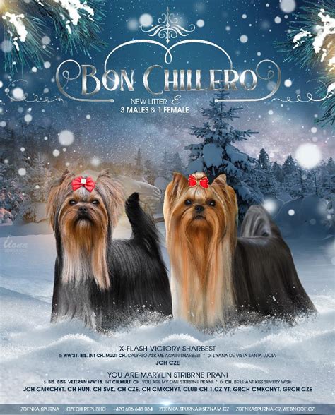 Vrh E Yorhshire Terrier Kennel Bon Chillero