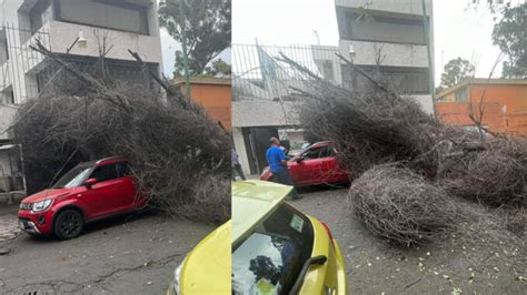 Viento derriba árbol y cae sobre dos autos en la Col lindavista GAM