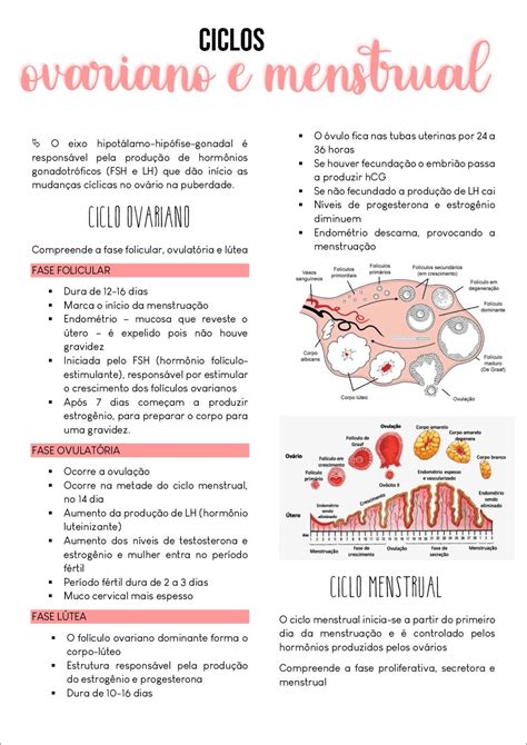 Ciclo Menstrual Mapa Mental REVOEDUCA