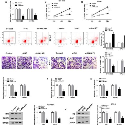 Knockdown Of MALAT1 Refrained Cell Viability Invasion And Glycolysis