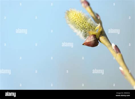 Beautiful Pussy Willow Buds Flowers And Branches Seasonal Forest