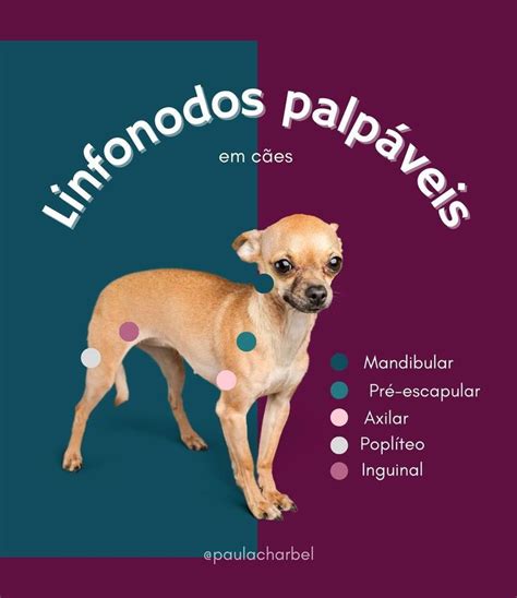 Paula Charbel VETGRAM on Instagram Apalpar os linfonodos é uma das