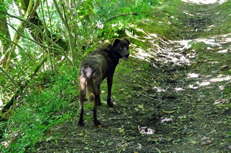 Samedi 26 août journée mondiale du chien Petite République