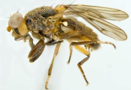 Nova espécie de mosca descoberta por pesquisador maranhense recebe nome