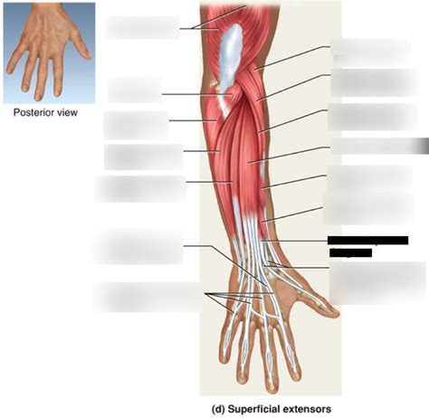 Posterior Arm Muscles Diagram Quizlet