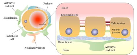 Figure 1 From The Molecular Mechanisms Of Ferroptosis And Its Role In
