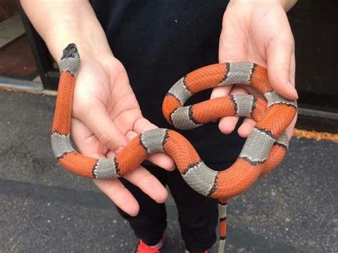Grey Banded Kingsnake Breeding Top Sellers Head Hesge Ch