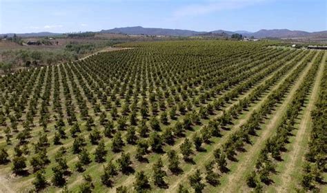 Aprende cuántos árboles caben en una hectárea y descubre cómo maximizar