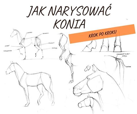 Jak narysować konia Poradnik krok po kroku DASZ RADĘ